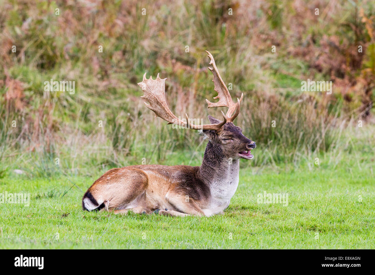 Fallow deer buck just before the rut starts, Margam Park Stock Photo ...