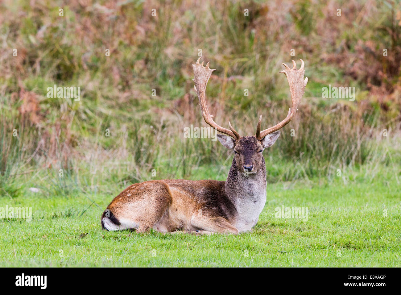 Fallow deer buck just before the rut starts, Margam Park Stock Photo ...