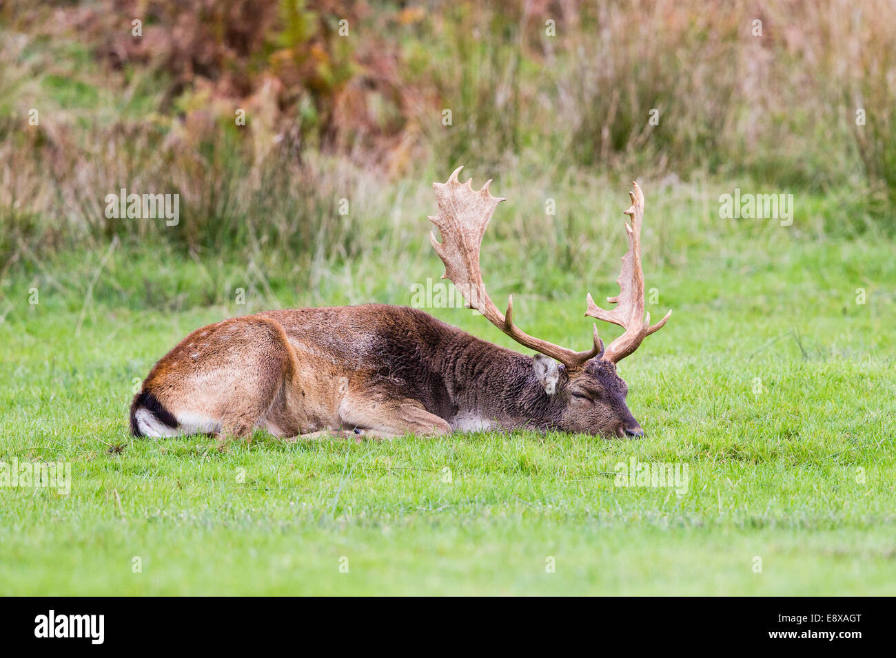 Fallow deer buck just before the rut starts, Margam Park Stock Photo ...