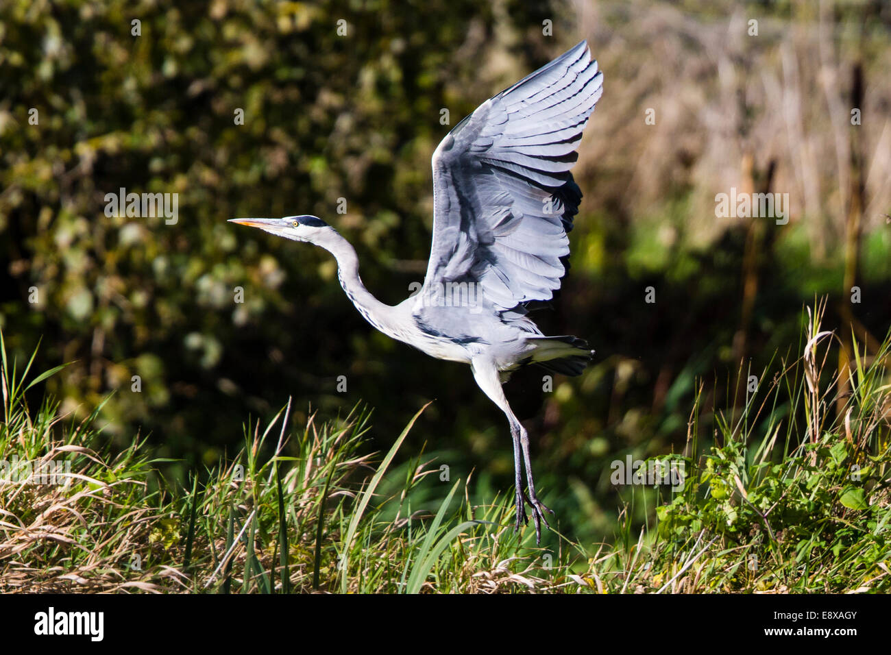 A grey Heron taking off Stock Photo - Alamy