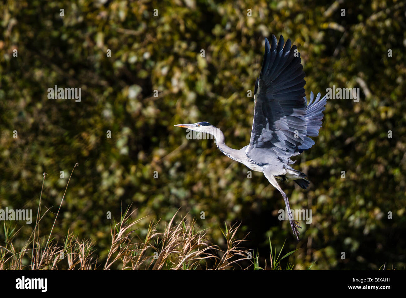 A grey Heron taking off Stock Photo - Alamy