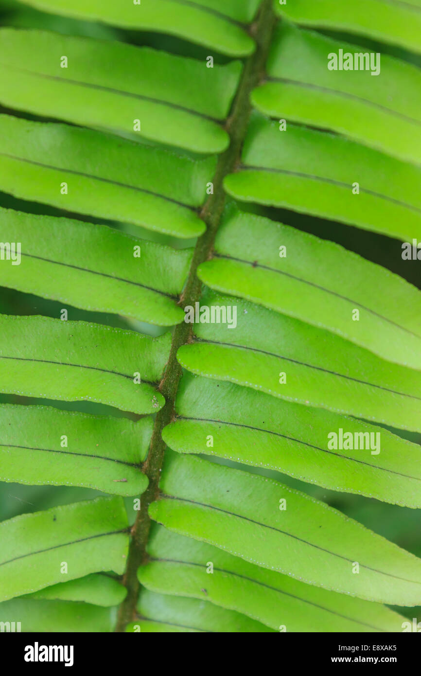 Fern leaf texture, Natural abstraction in forest Stock Photo - Alamy