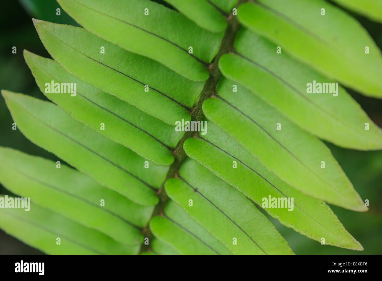 Fern leaf texture, Natural abstraction in forest Stock Photo - Alamy