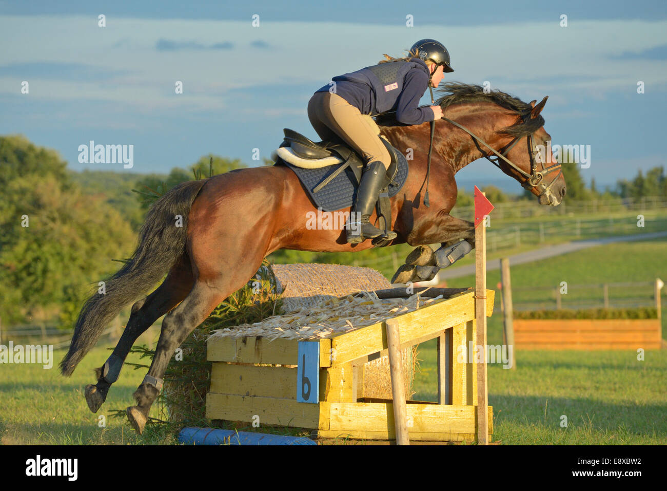 Connemara pony jumping hi-res stock photography and images - Alamy