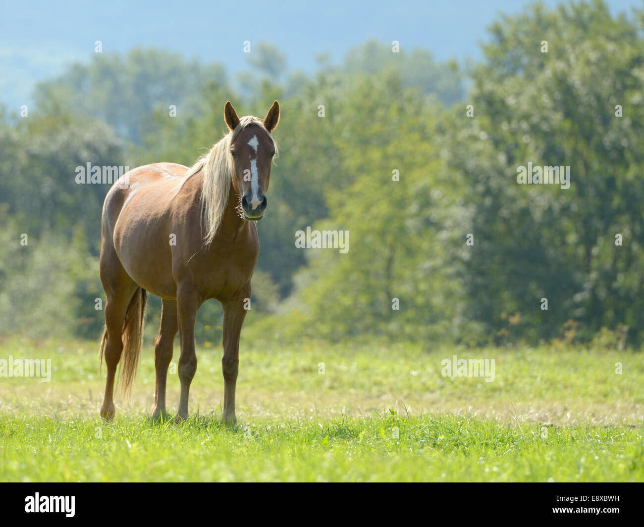 Young Connemara pony chestnut mare standing in the field in late summer ...