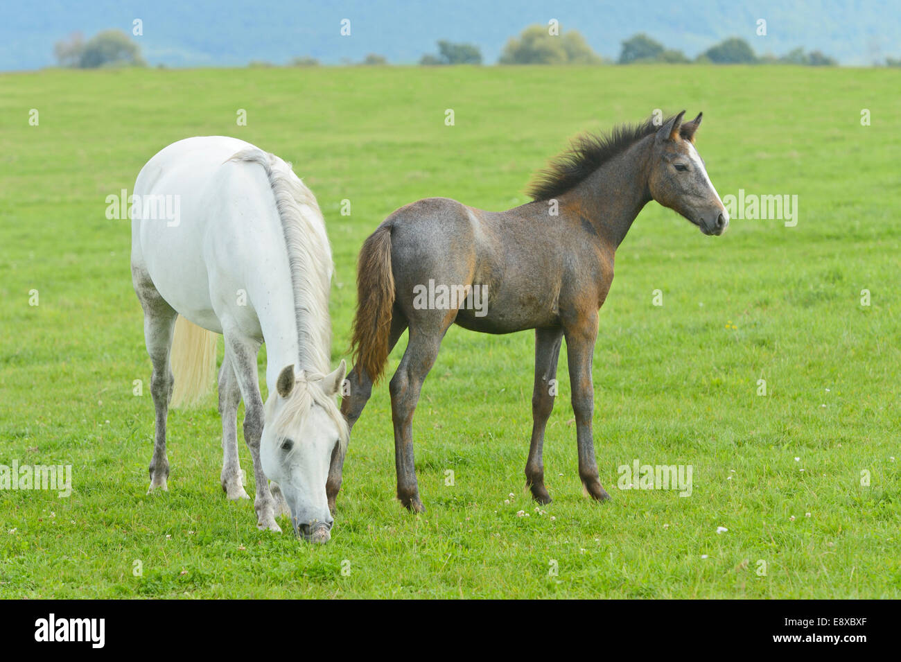 Connemara pony mare and foal standing in the field Stock Photo - Alamy