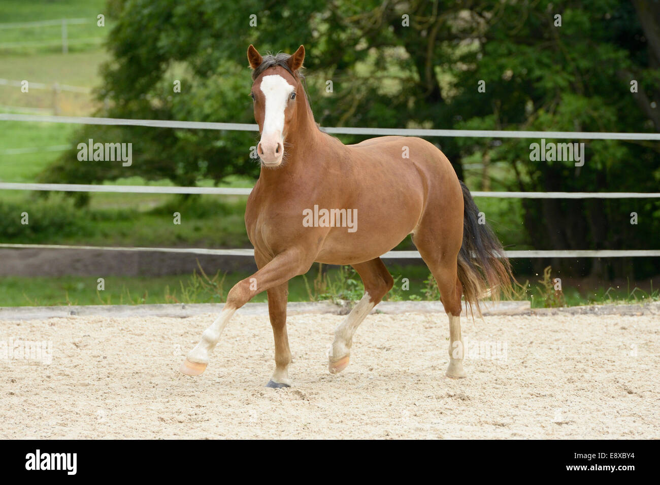Chestnut horse with white blaze hi-res stock photography and images - Alamy