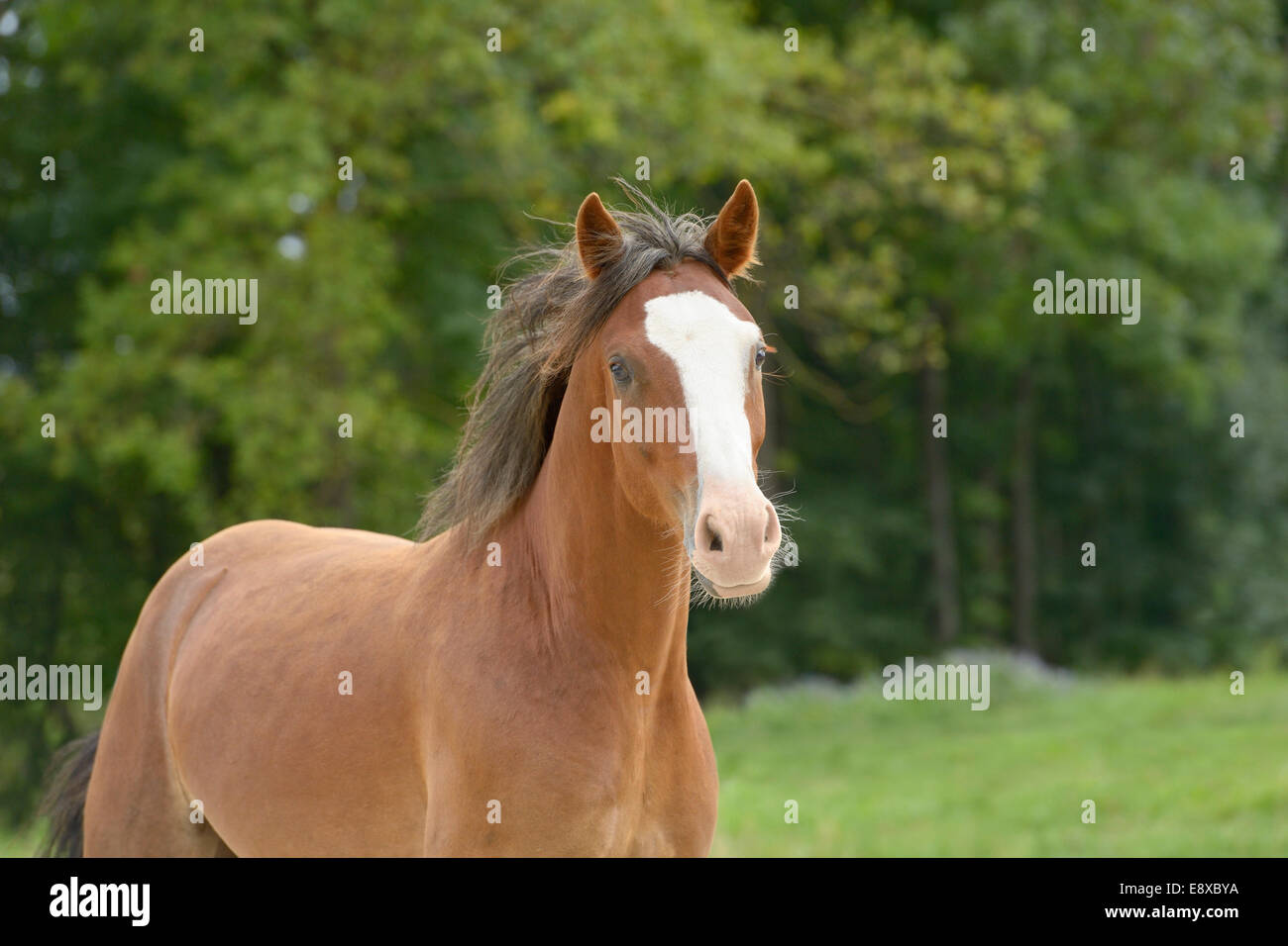 Blaze connemara head horse motion ponies pony portrait hi-res stock ...