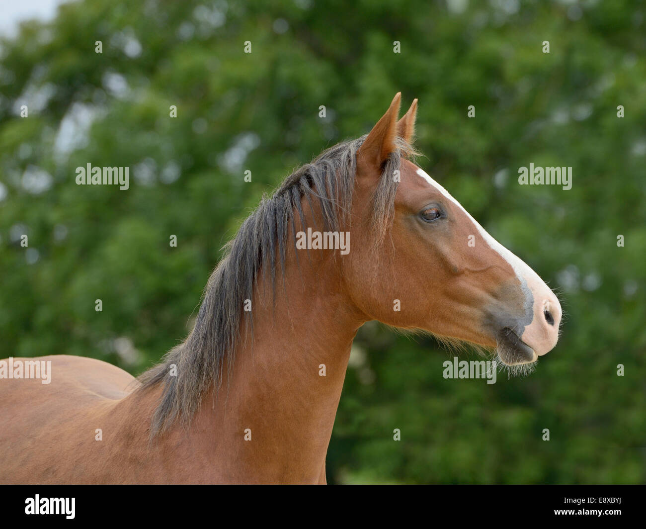 Connemara pony hi-res stock photography and images - Alamy