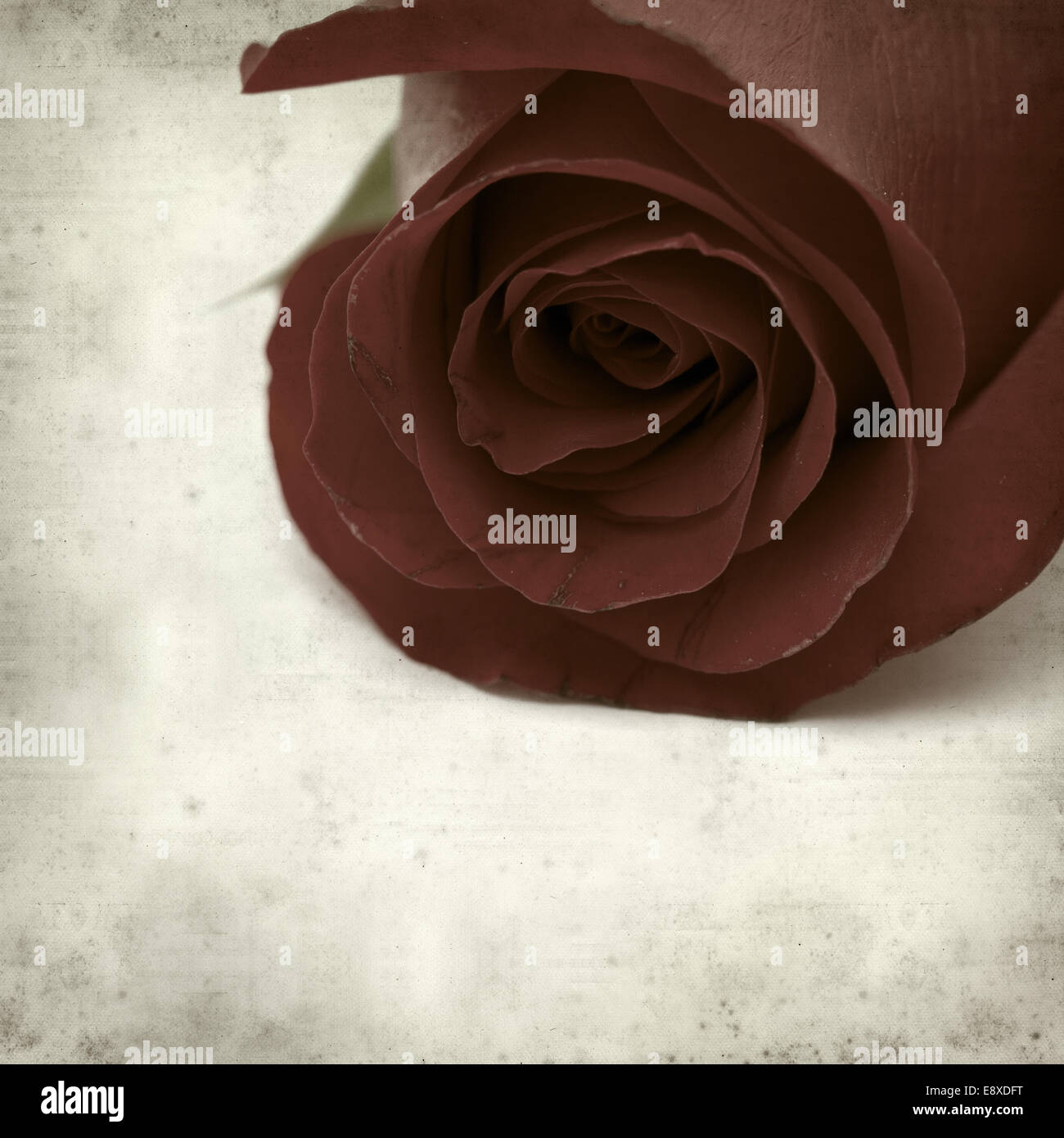 textured old paper background with red rose Stock Photo - Alamy