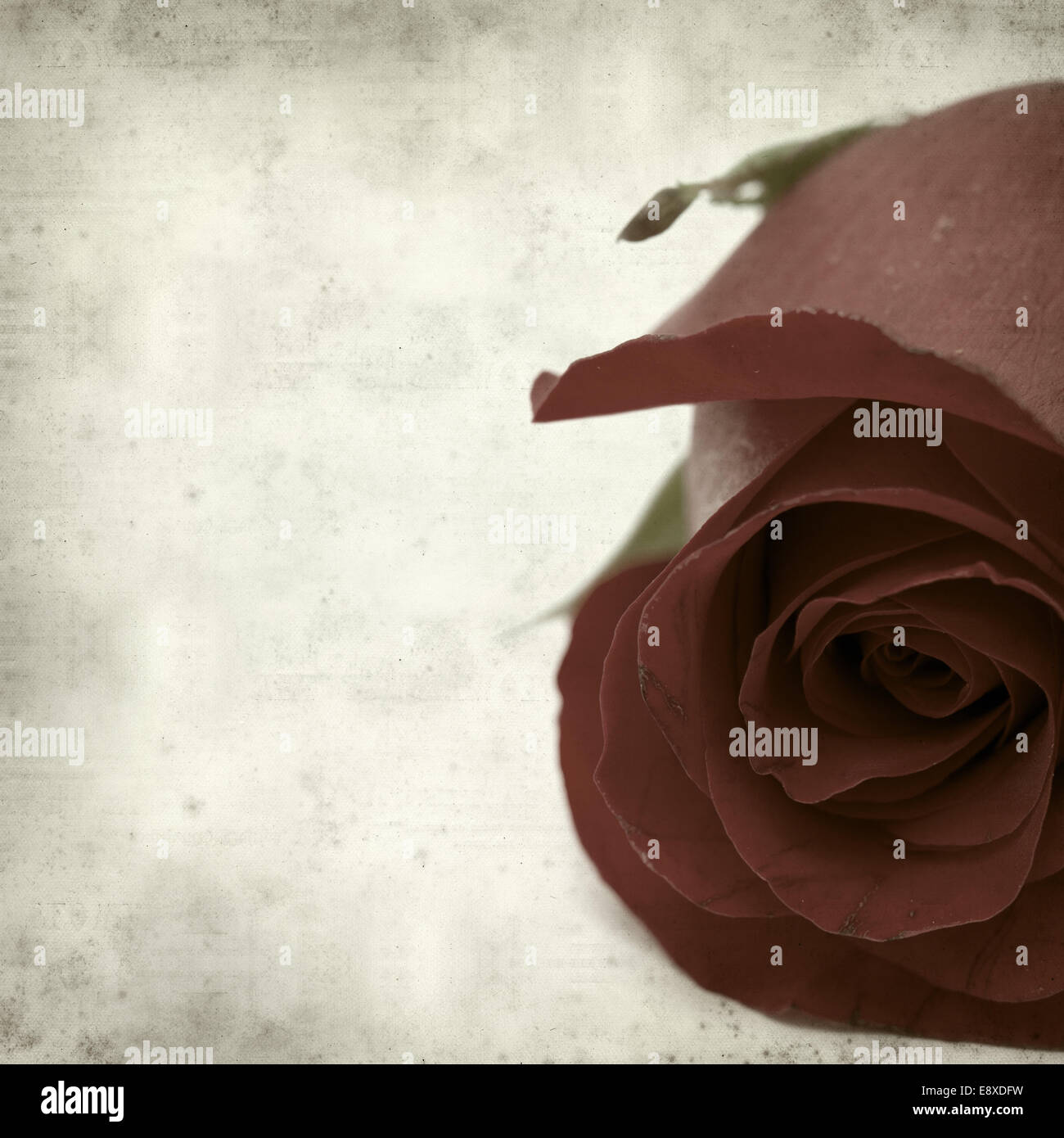 textured old paper background with red rose Stock Photo - Alamy
