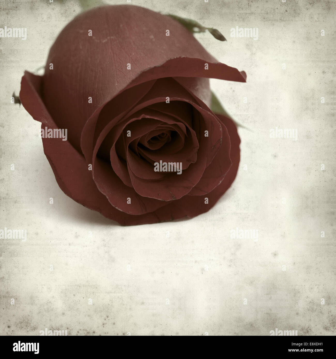 textured old paper background with red rose Stock Photo - Alamy