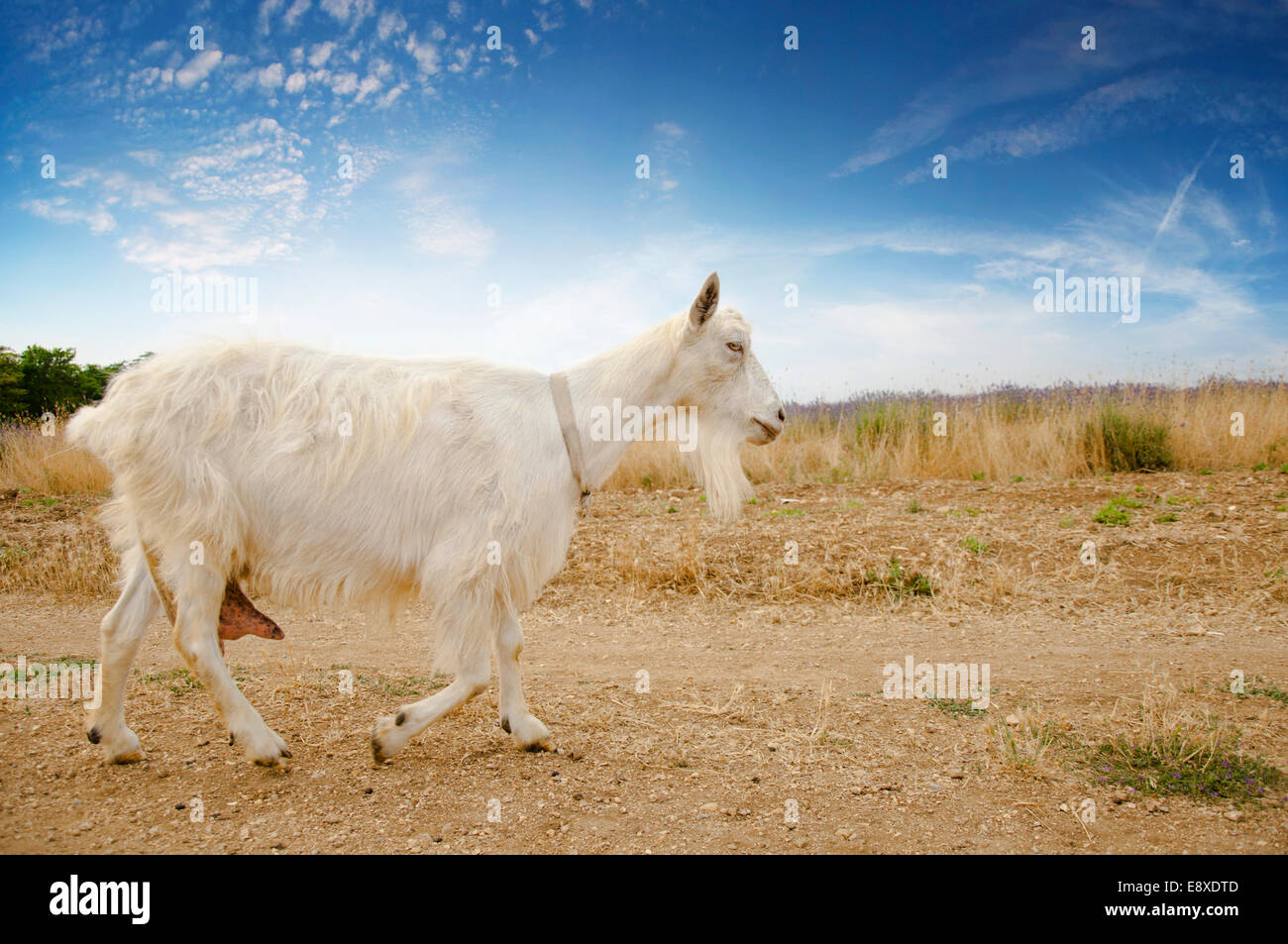 Goat running hi-res stock photography and images - Alamy