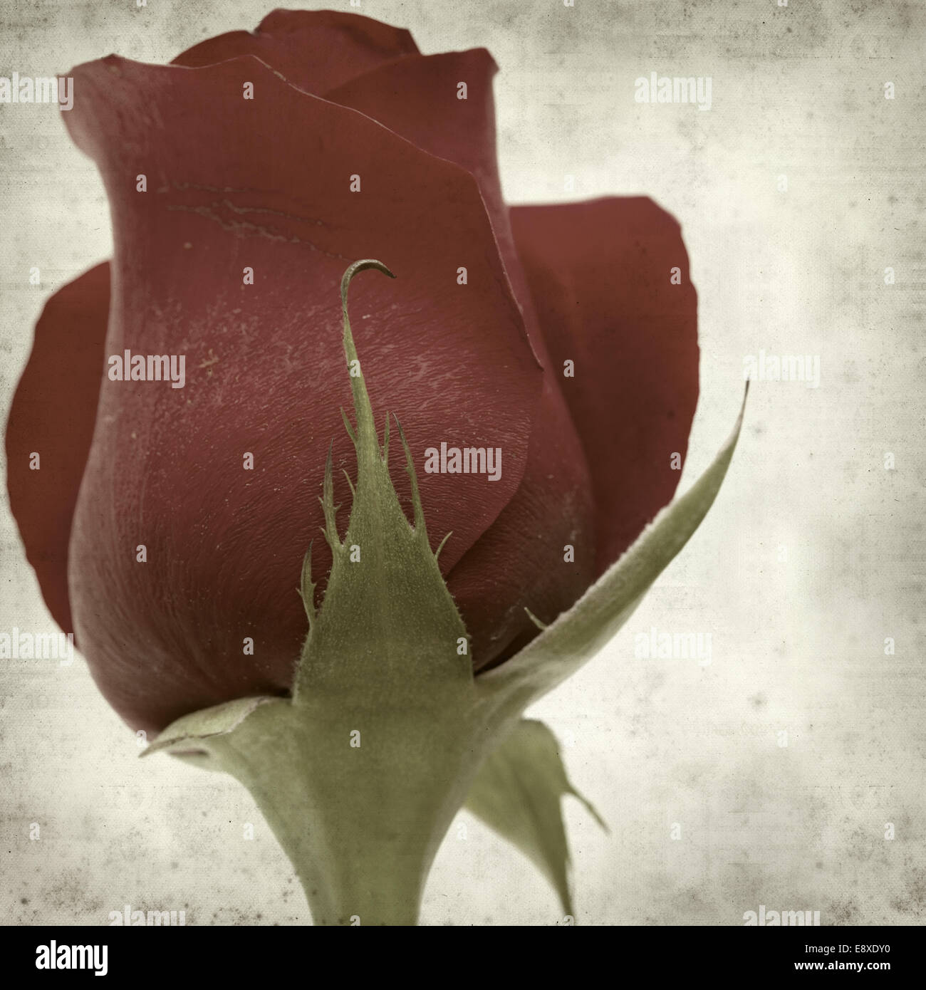textured old paper background with red rose Stock Photo - Alamy