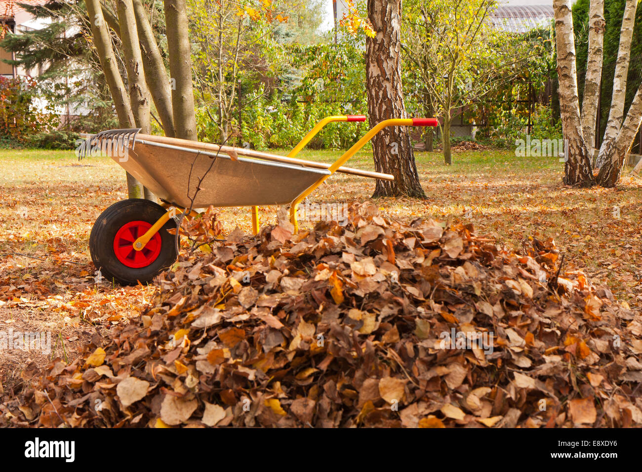 cleared away colorful autumn leaves in the garden Stock Photo - Alamy