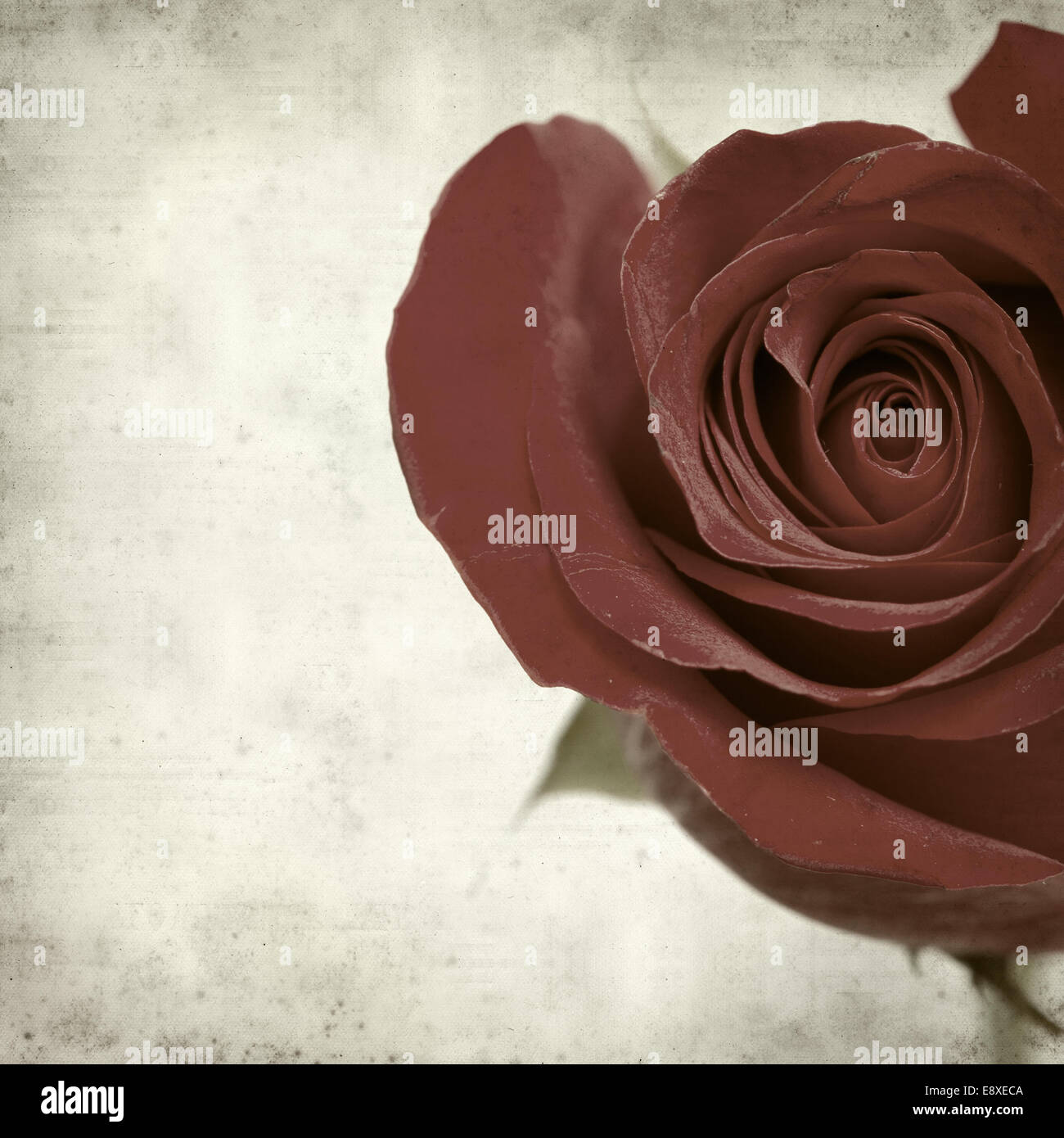 textured old paper background with red rose Stock Photo - Alamy