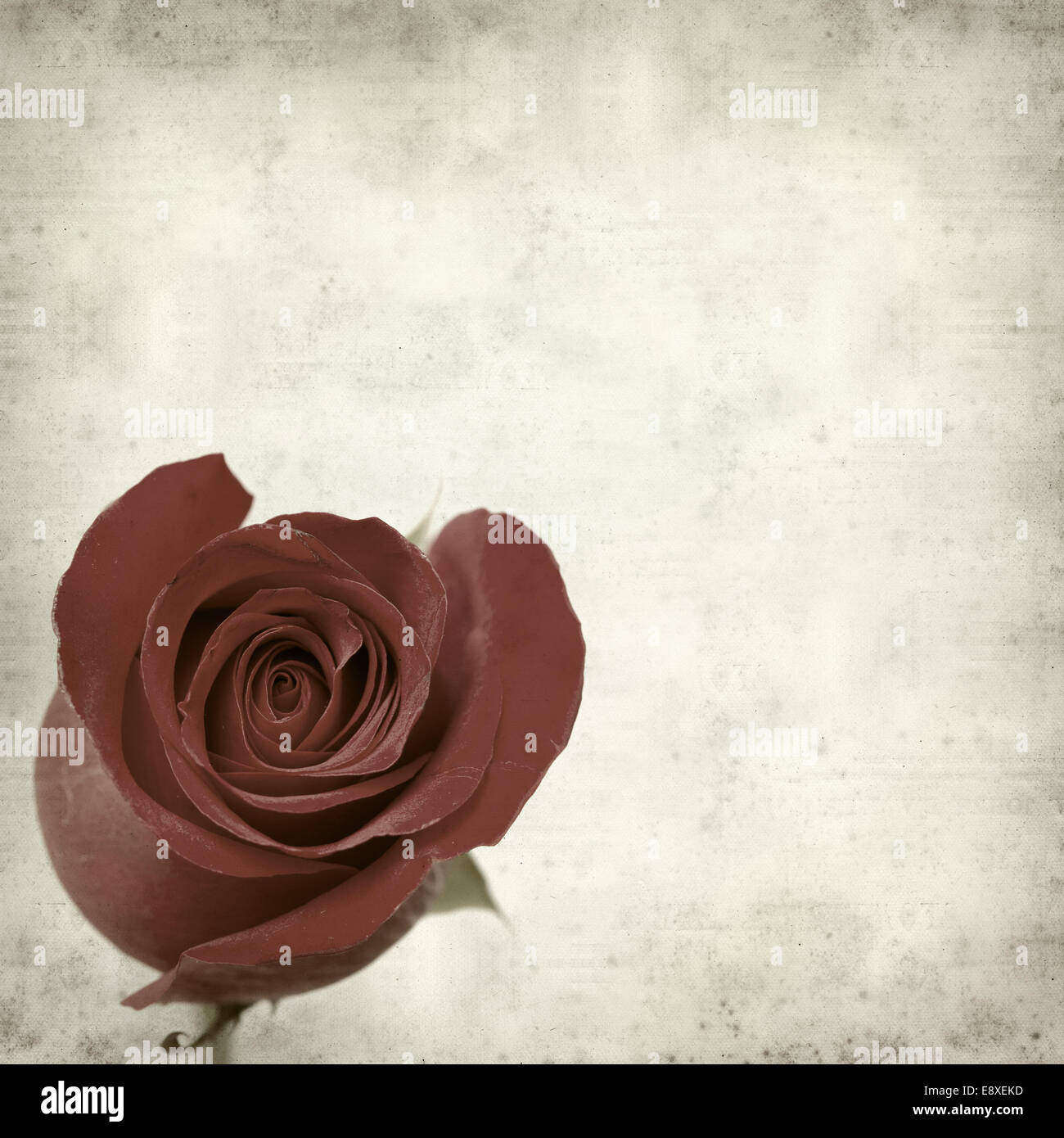 textured old paper background with red rose Stock Photo - Alamy