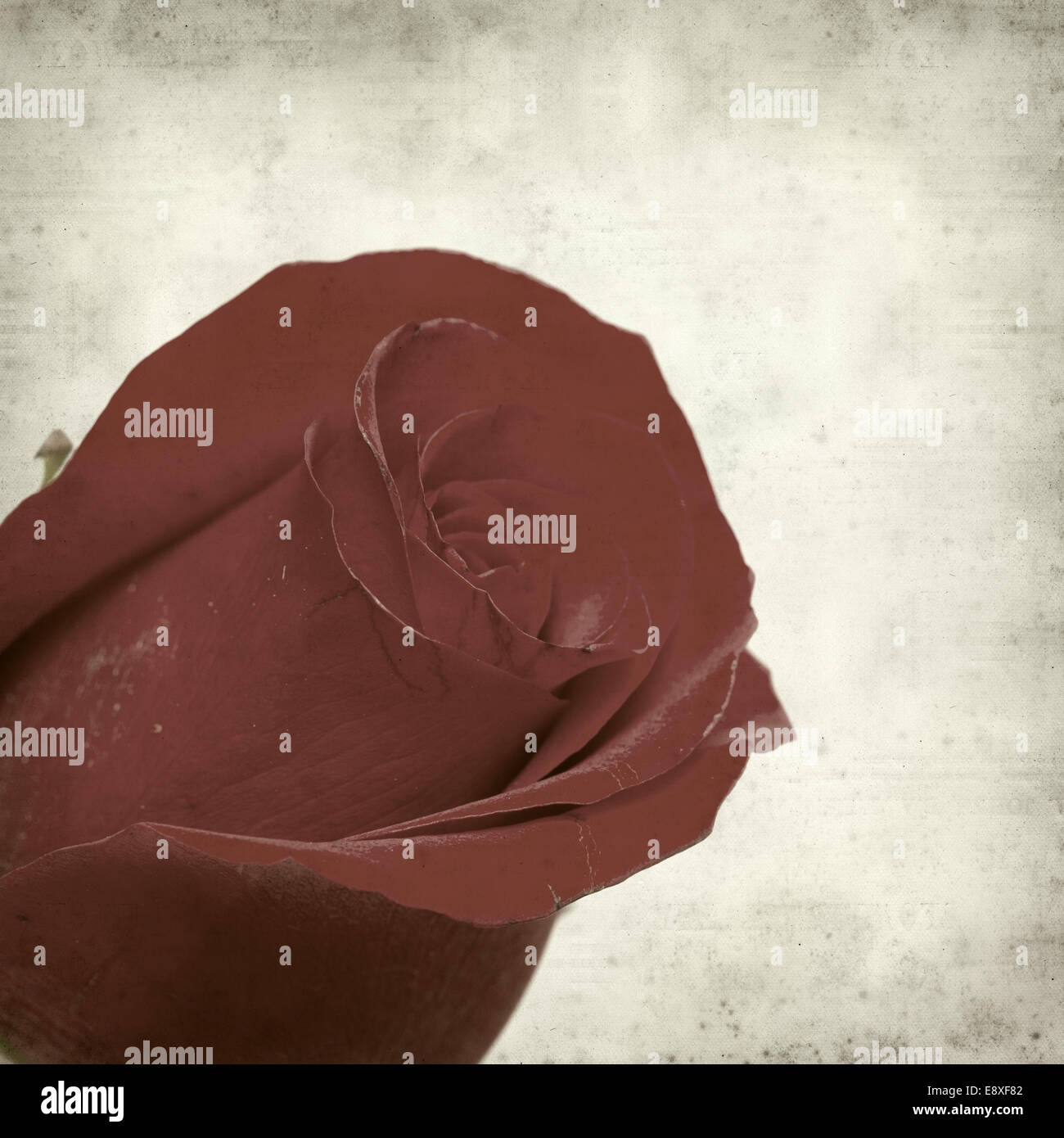 textured old paper background with red rose Stock Photo - Alamy