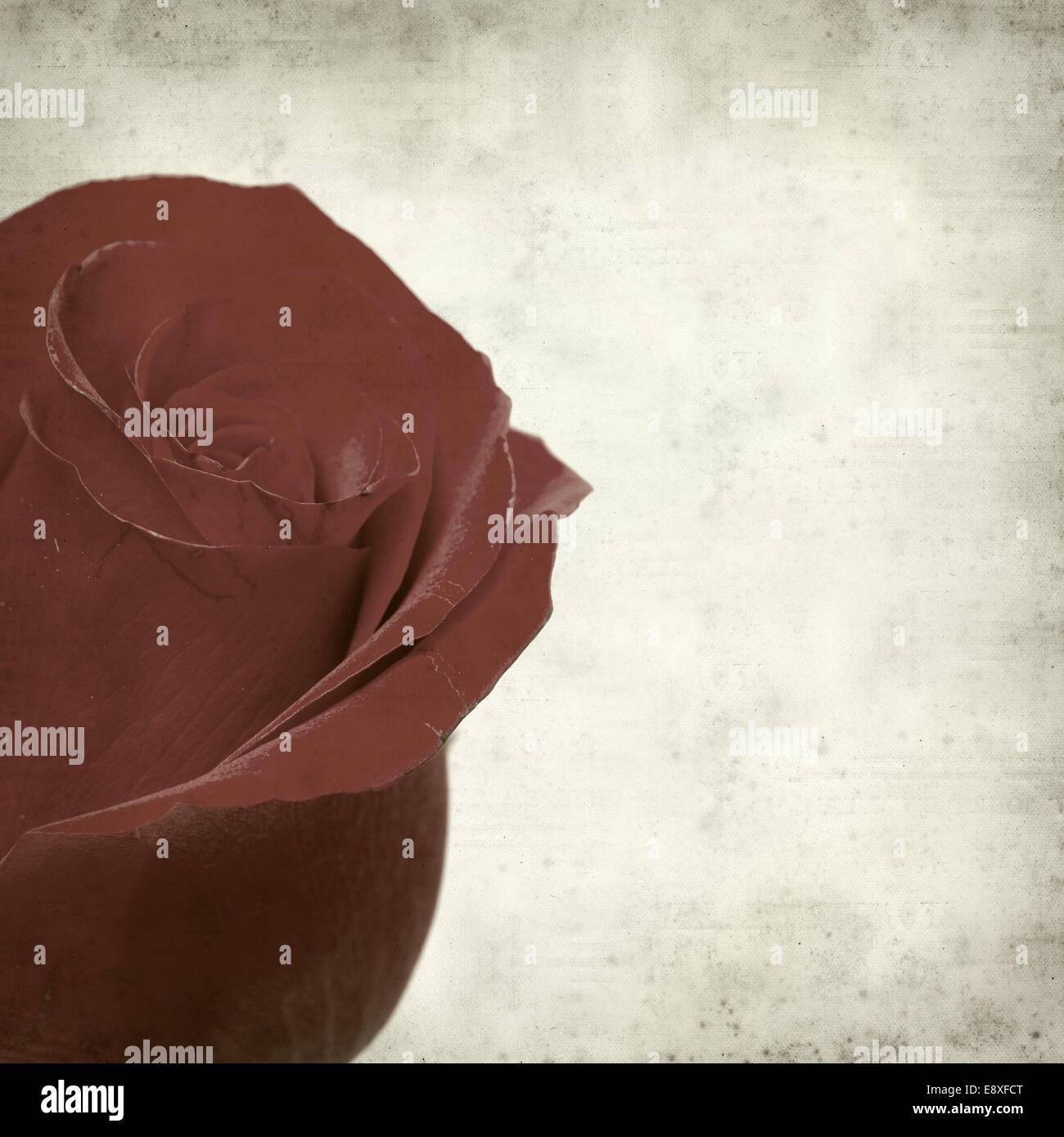 textured old paper background with red rose Stock Photo - Alamy