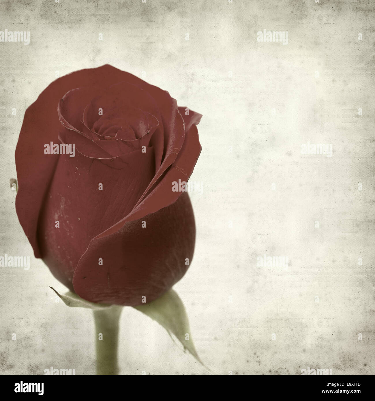 textured old paper background with red rose Stock Photo - Alamy