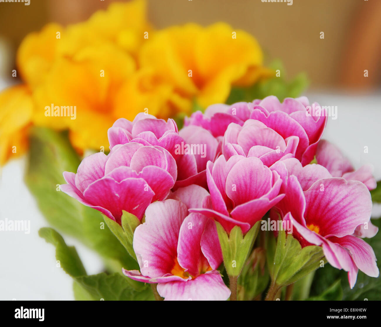 Flowerbed spring flowers opened hi-res stock photography and images - Alamy