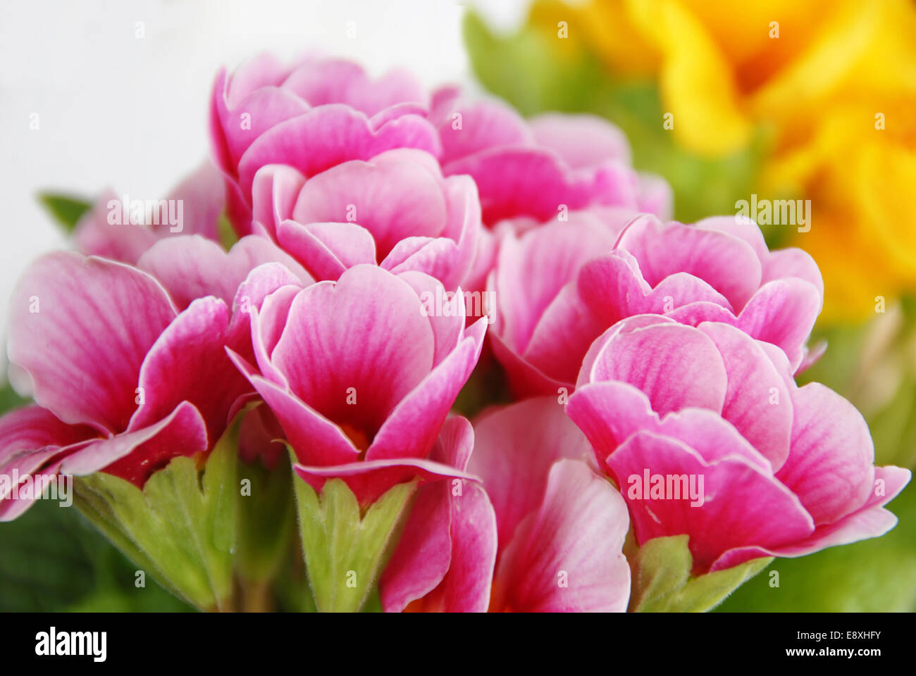 Flowerbed spring flowers opened hi-res stock photography and images - Alamy