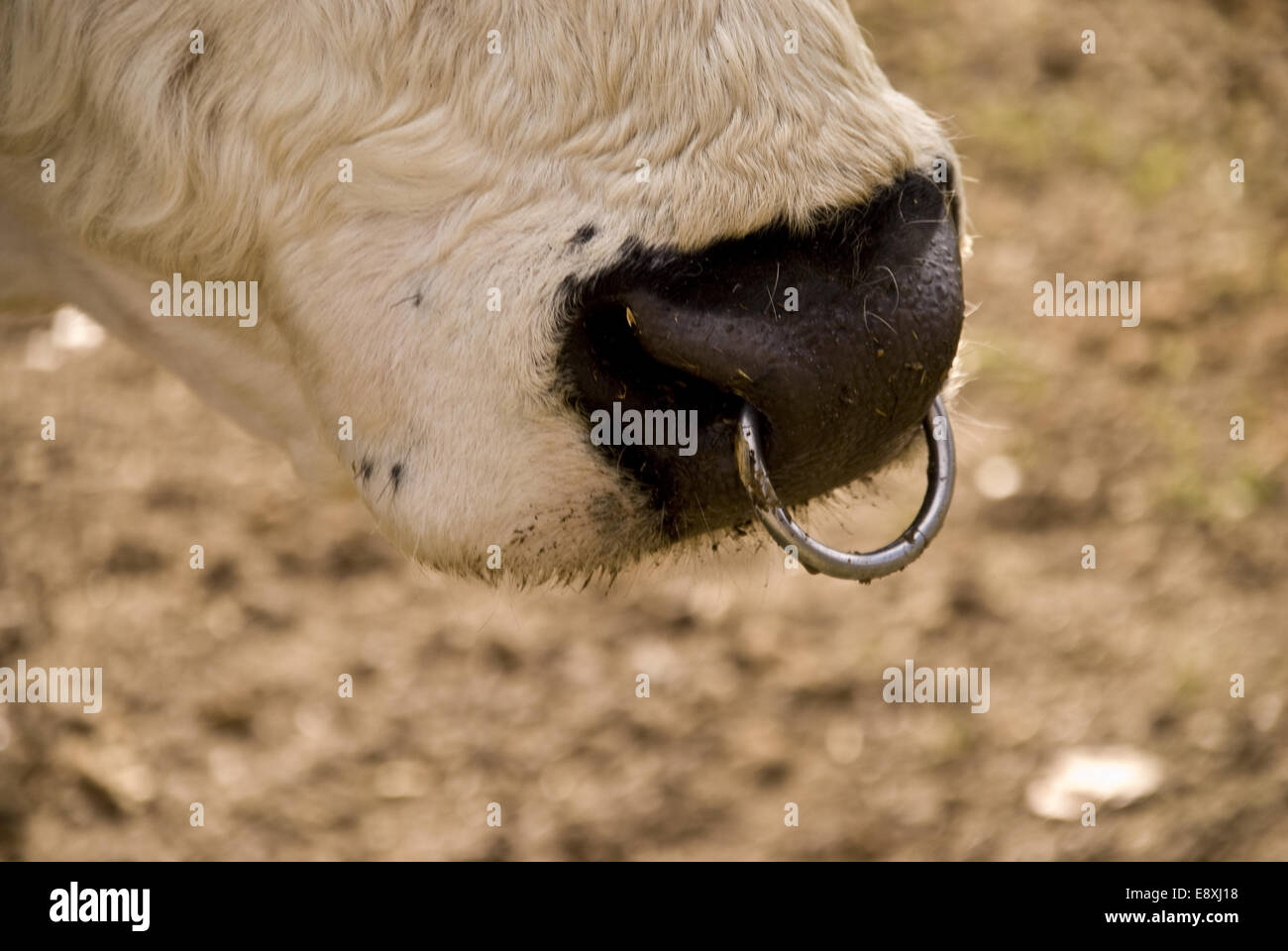 Ox nose ring hi-res stock photography and images - Alamy
