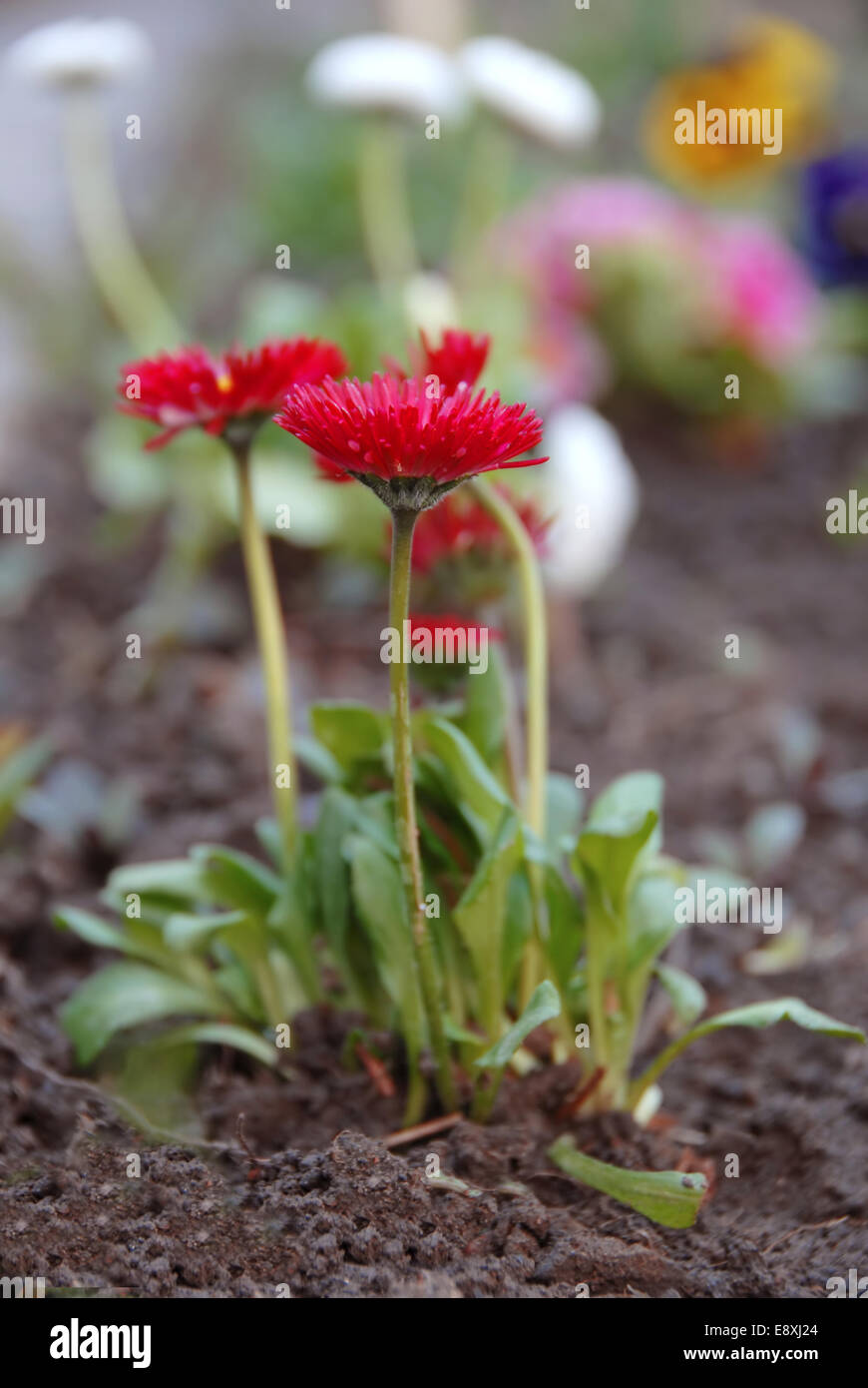 Red spring flowers Stock Photo - Alamy