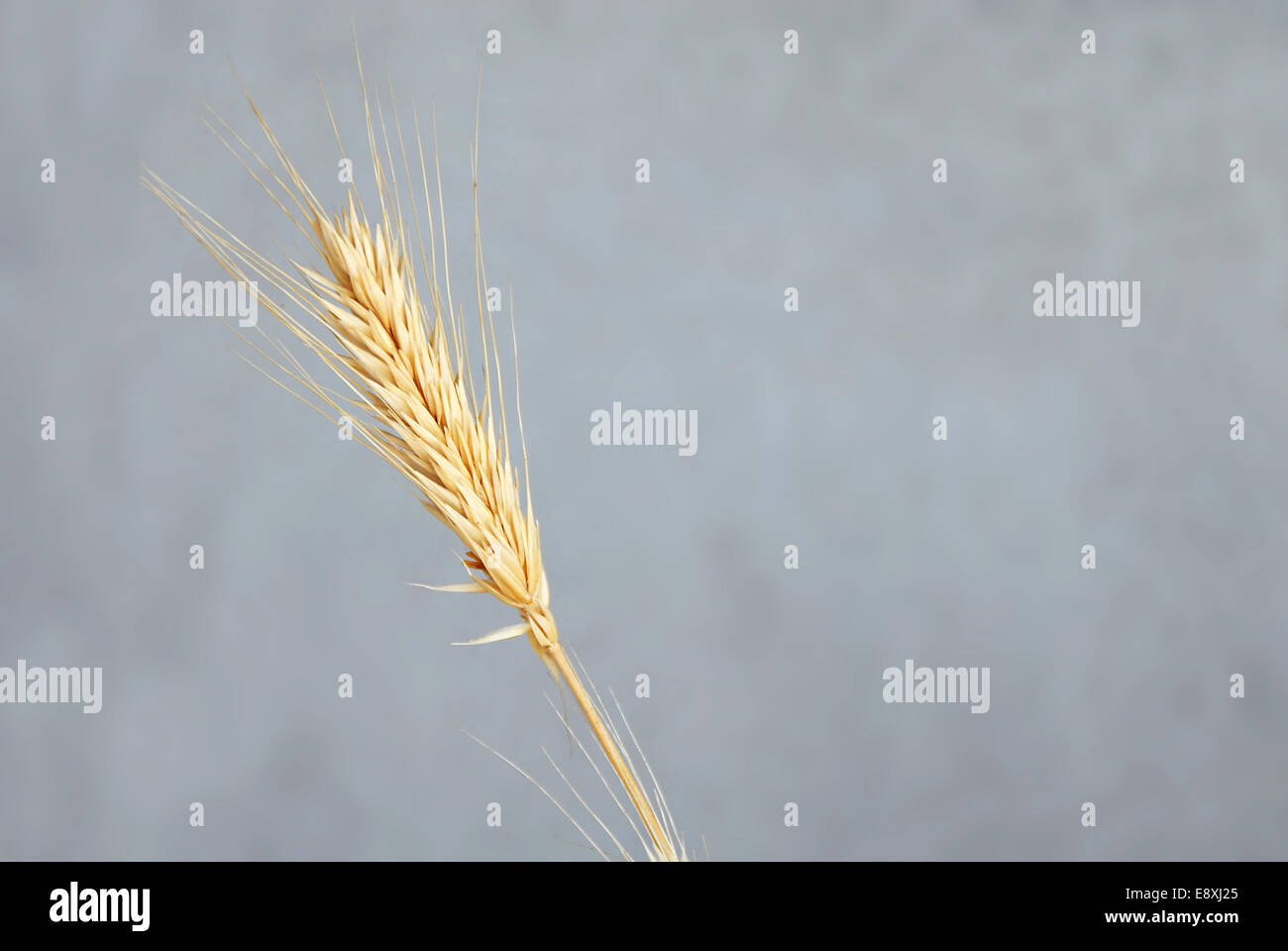 Wheat ear agriculture field grains hi-res stock photography and images ...