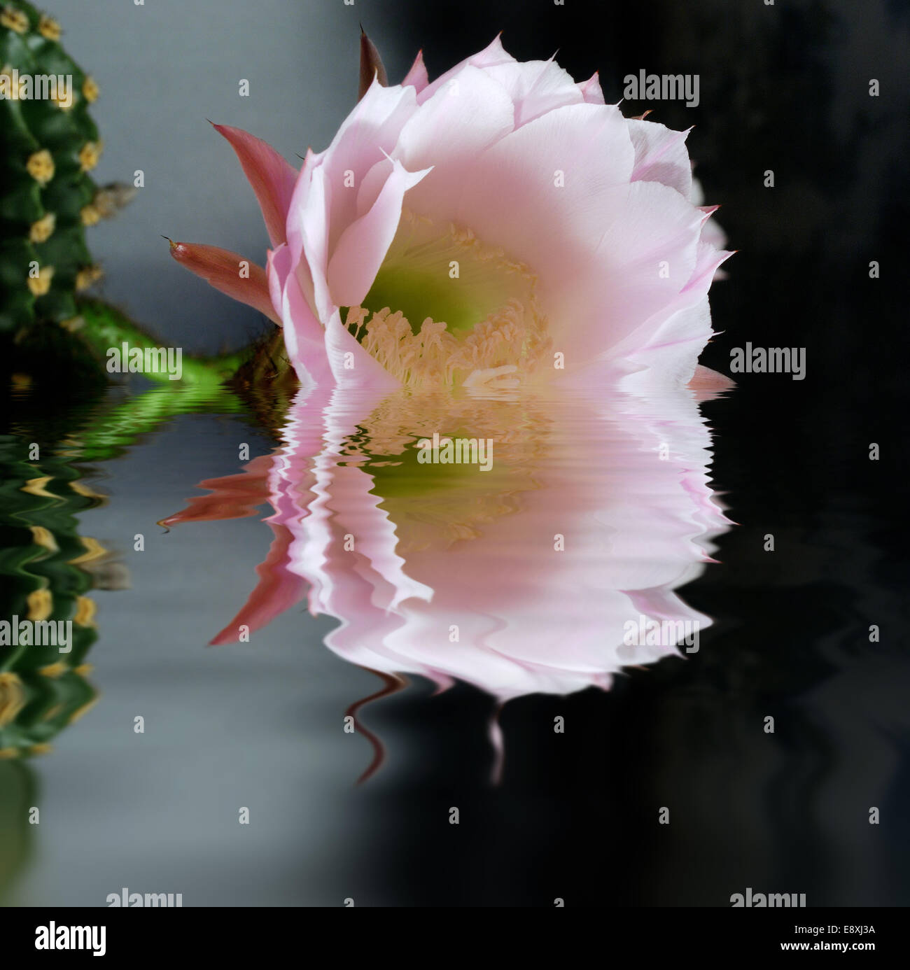Flower reflection hi-res stock photography and images - Alamy