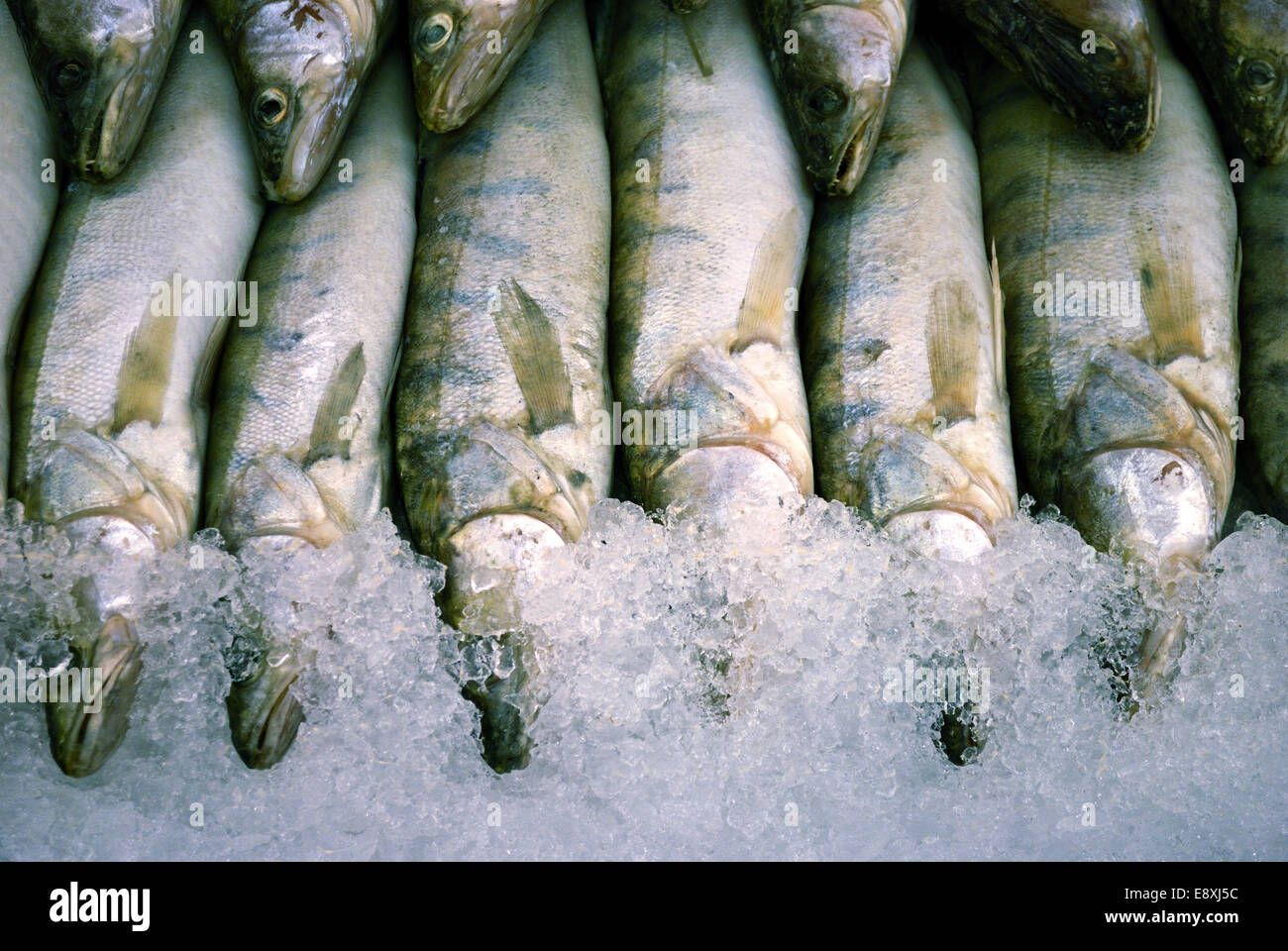 Fish heads in close hi-res stock photography and images - Alamy
