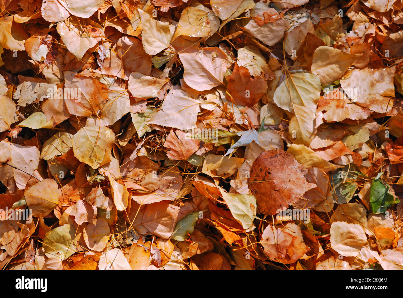 texture of autumn dry leaves Stock Photo - Alamy