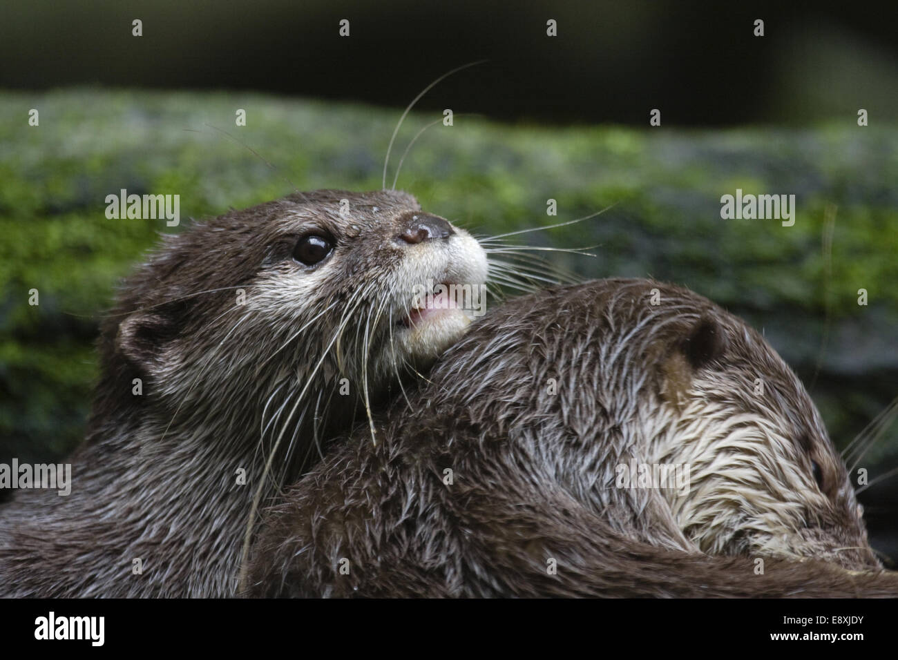 Kleinkrallenotter hi-res stock photography and images - Alamy