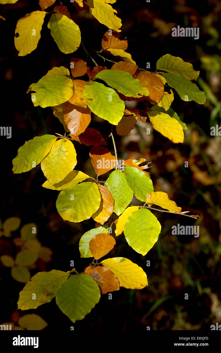 Discoloured leaves hi-res stock photography and images - Alamy
