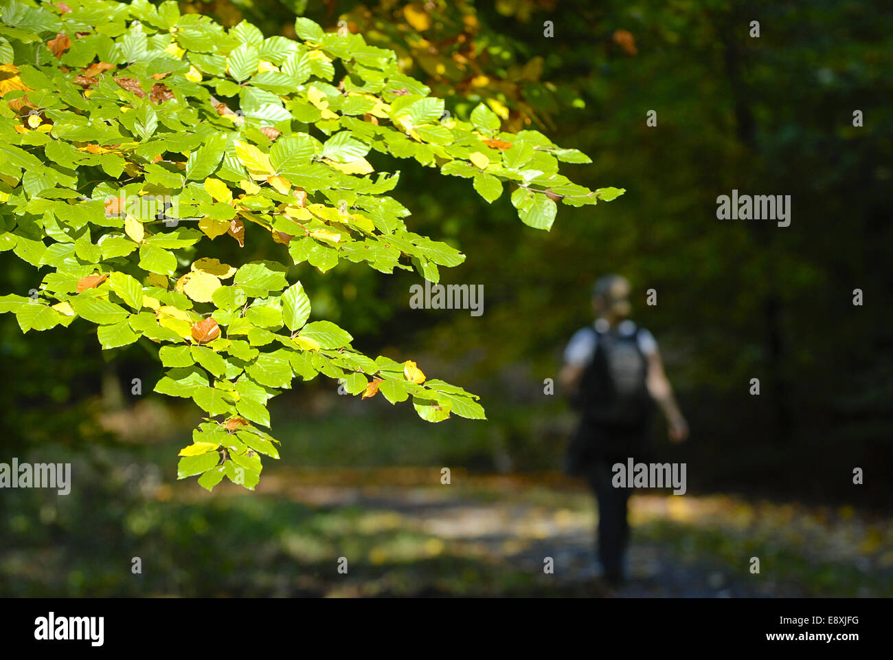 Hiking in autumn Stock Photo - Alamy