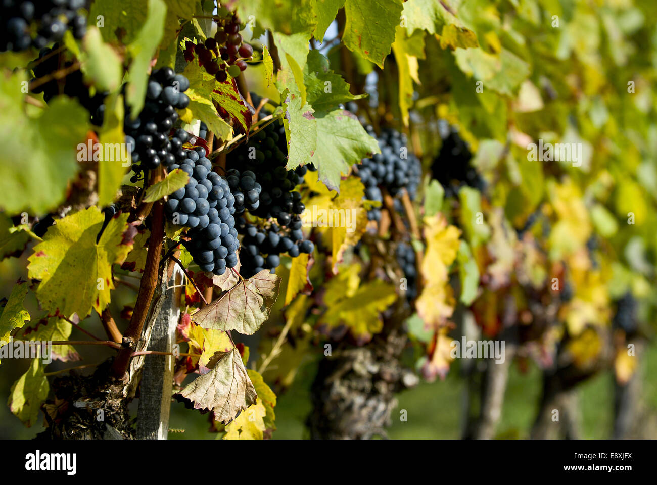 Vine with grapes Stock Photo - Alamy
