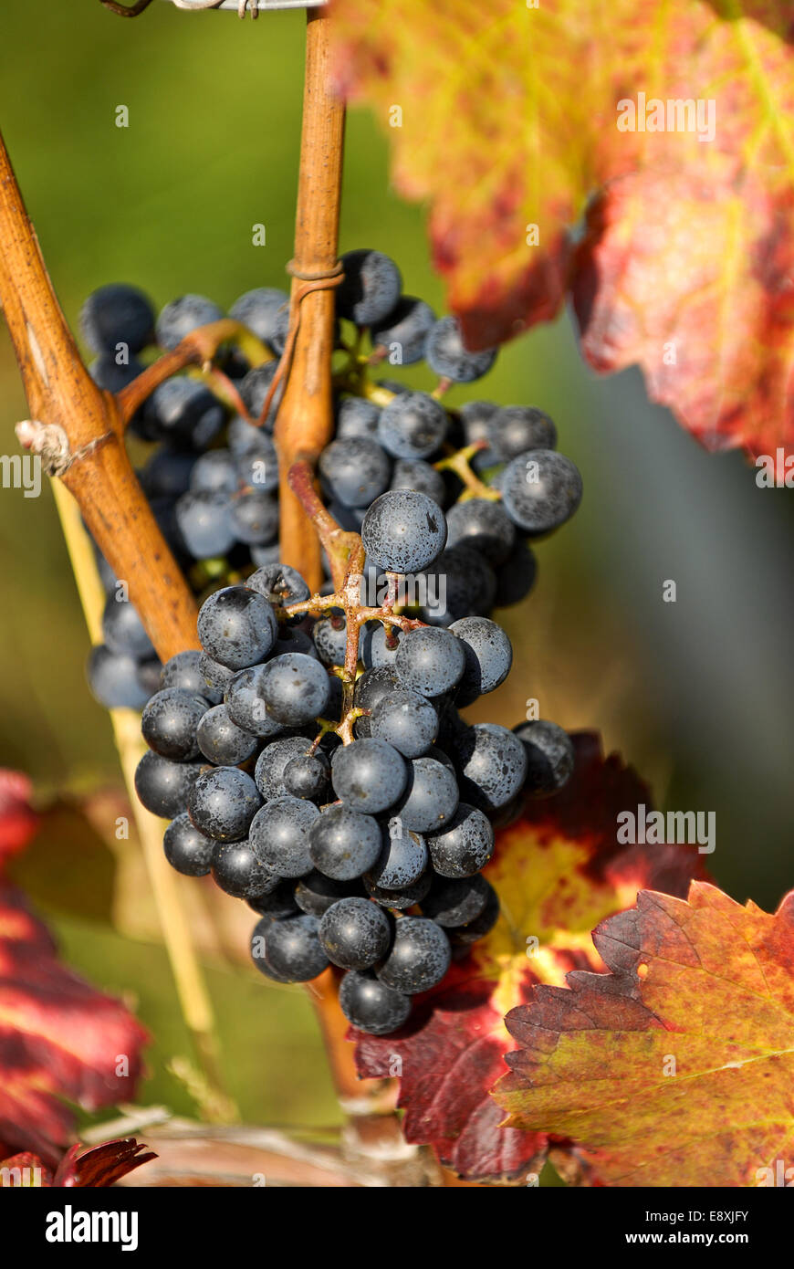 Vine with grapes Stock Photo - Alamy