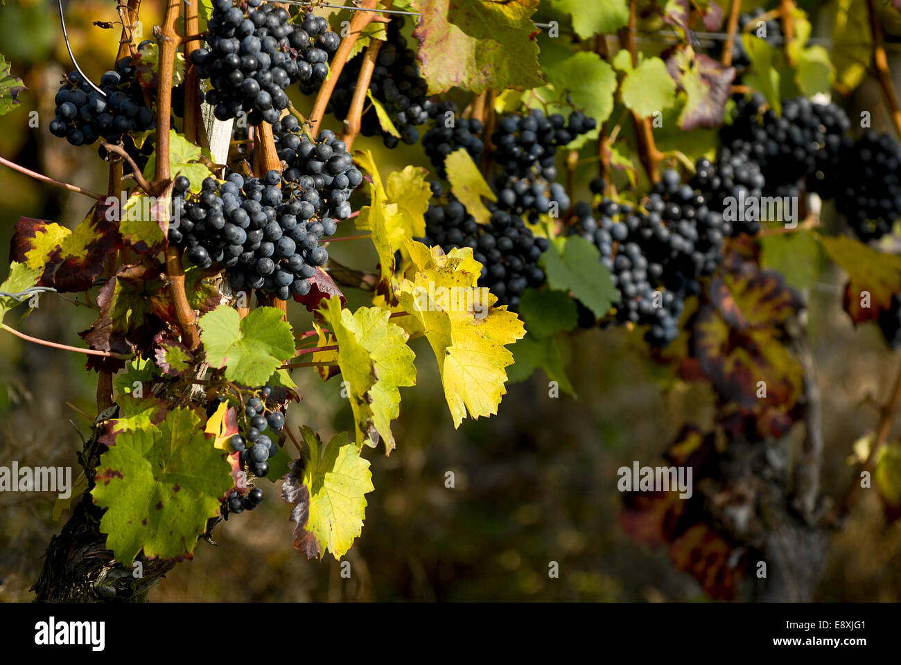 Vine with grapes Stock Photo - Alamy