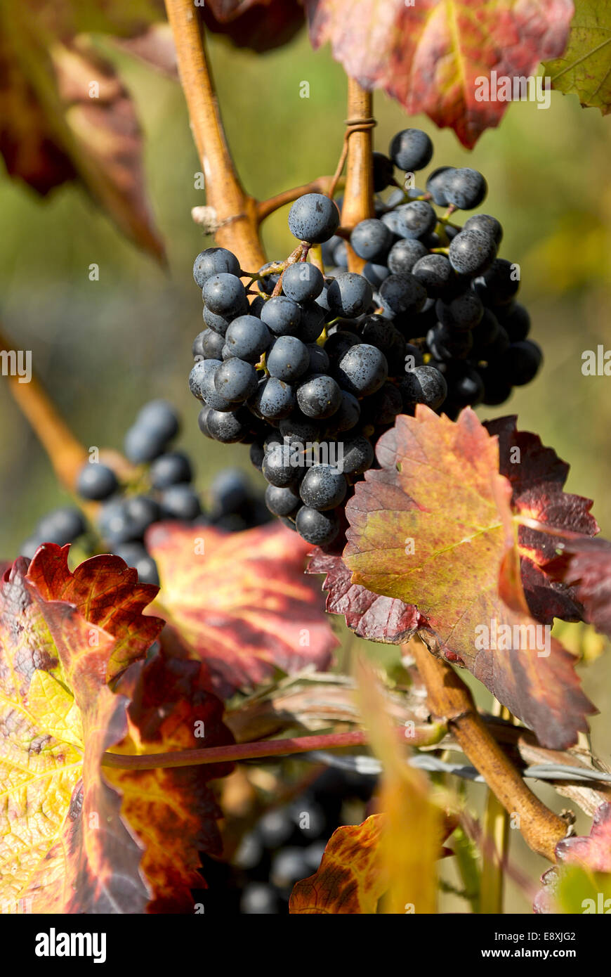 Vine with grapes Stock Photo - Alamy