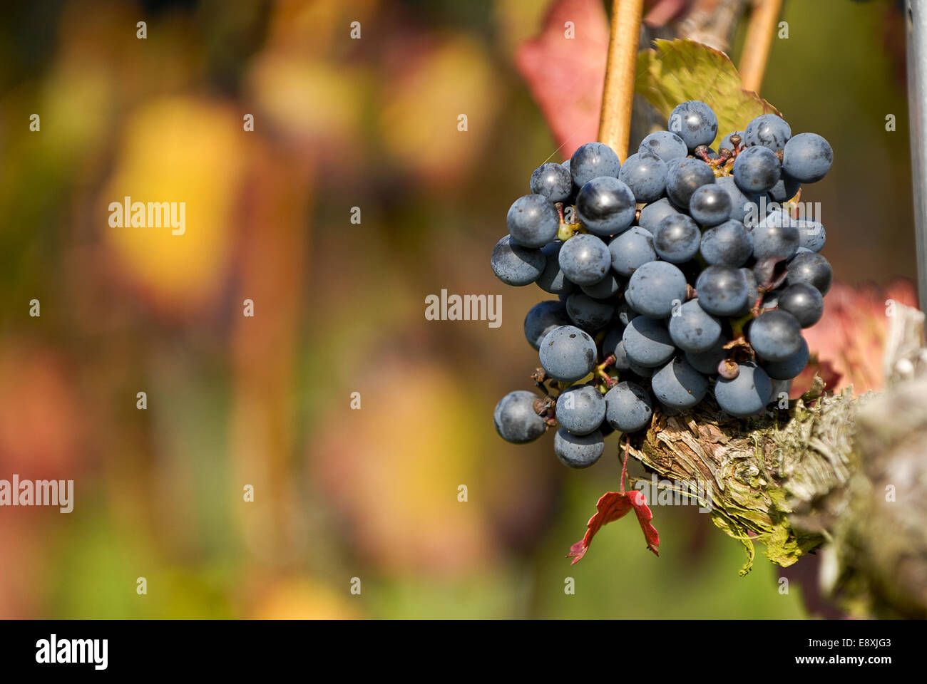 Vine with grapes Stock Photo - Alamy