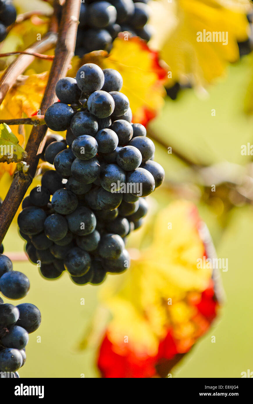 Vine with grapes Stock Photo - Alamy