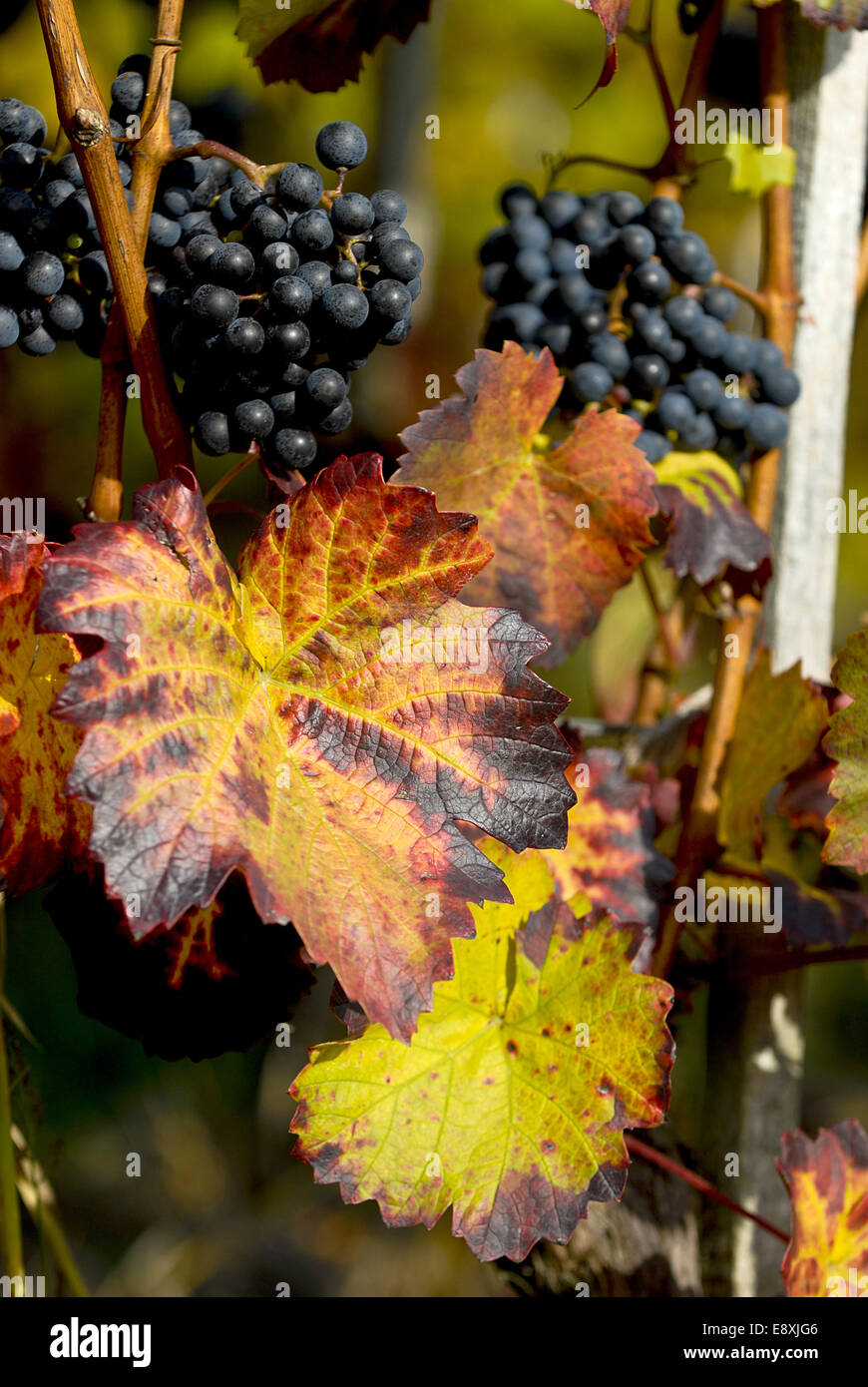Vine with grapes Stock Photo - Alamy