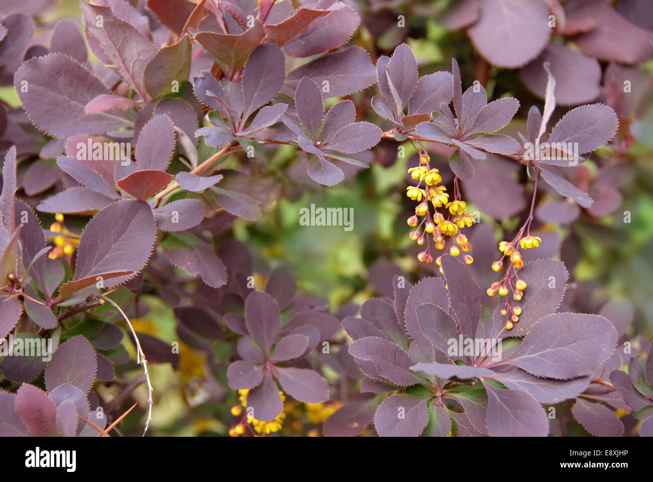 Spring floral background Stock Photo - Alamy