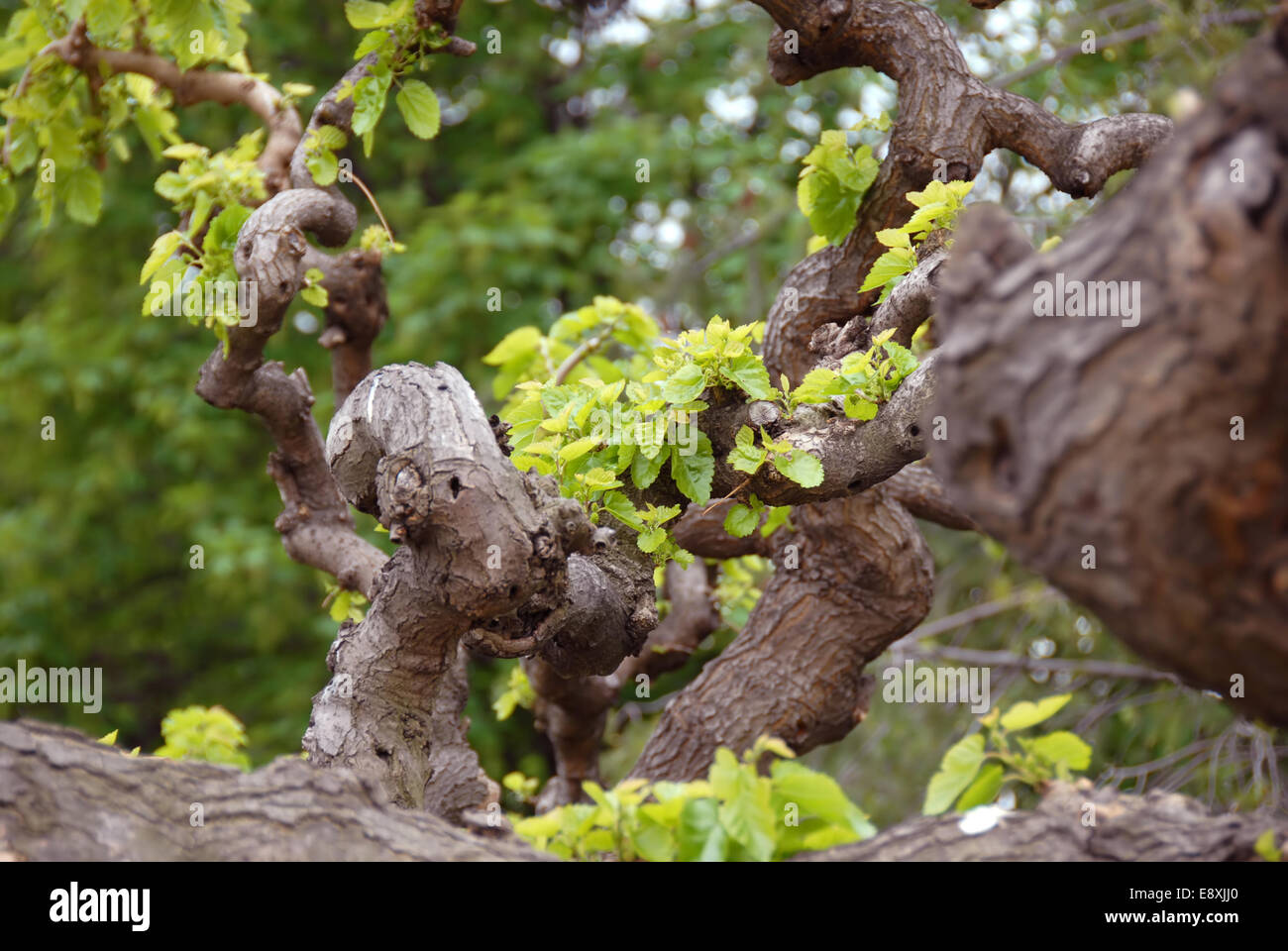 Rugged tree branch hi-res stock photography and images - Alamy