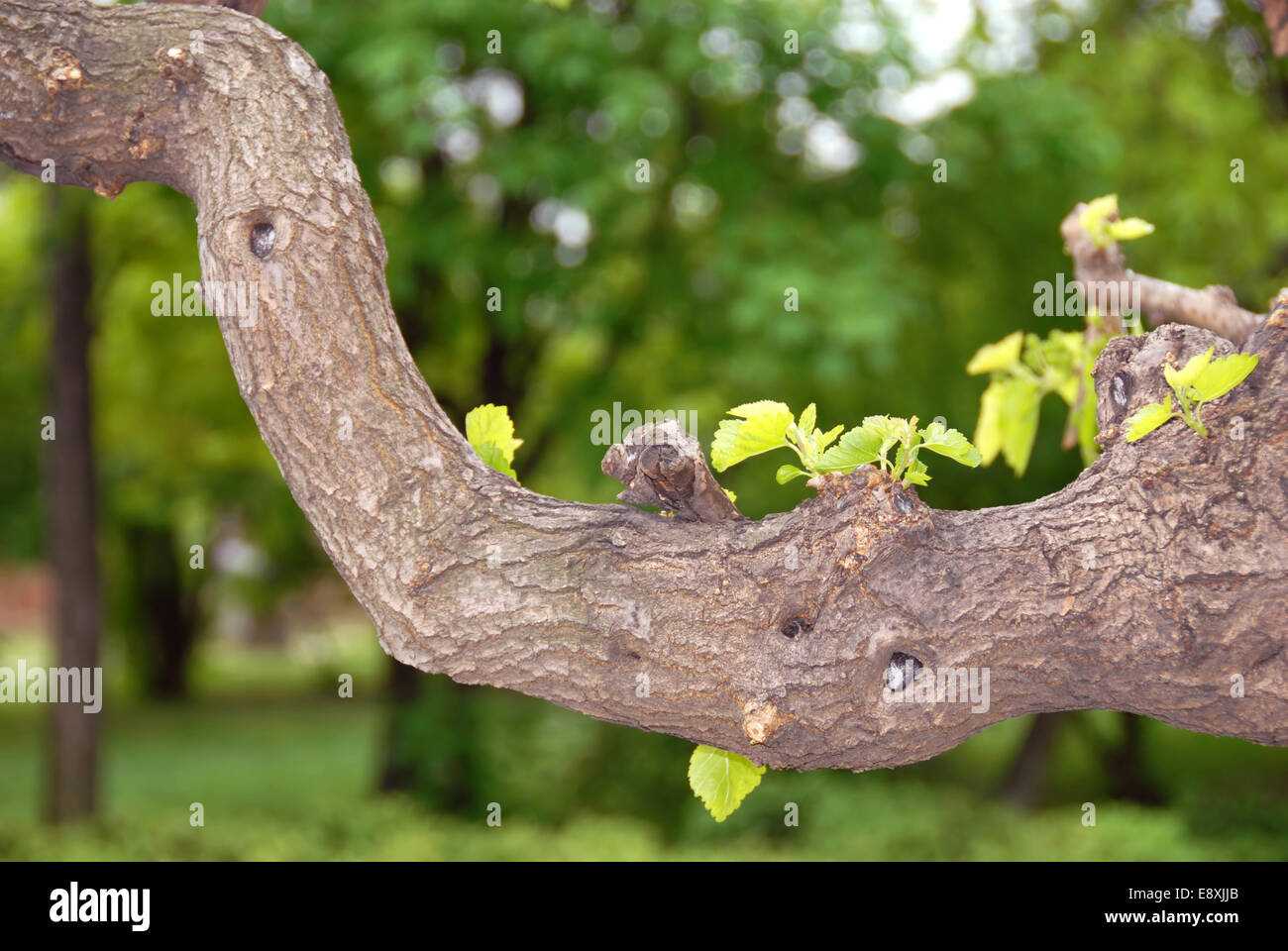 Knotty branch hi-res stock photography and images - Alamy