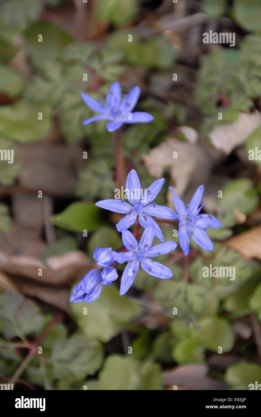 blue spring flowers Stock Photo - Alamy