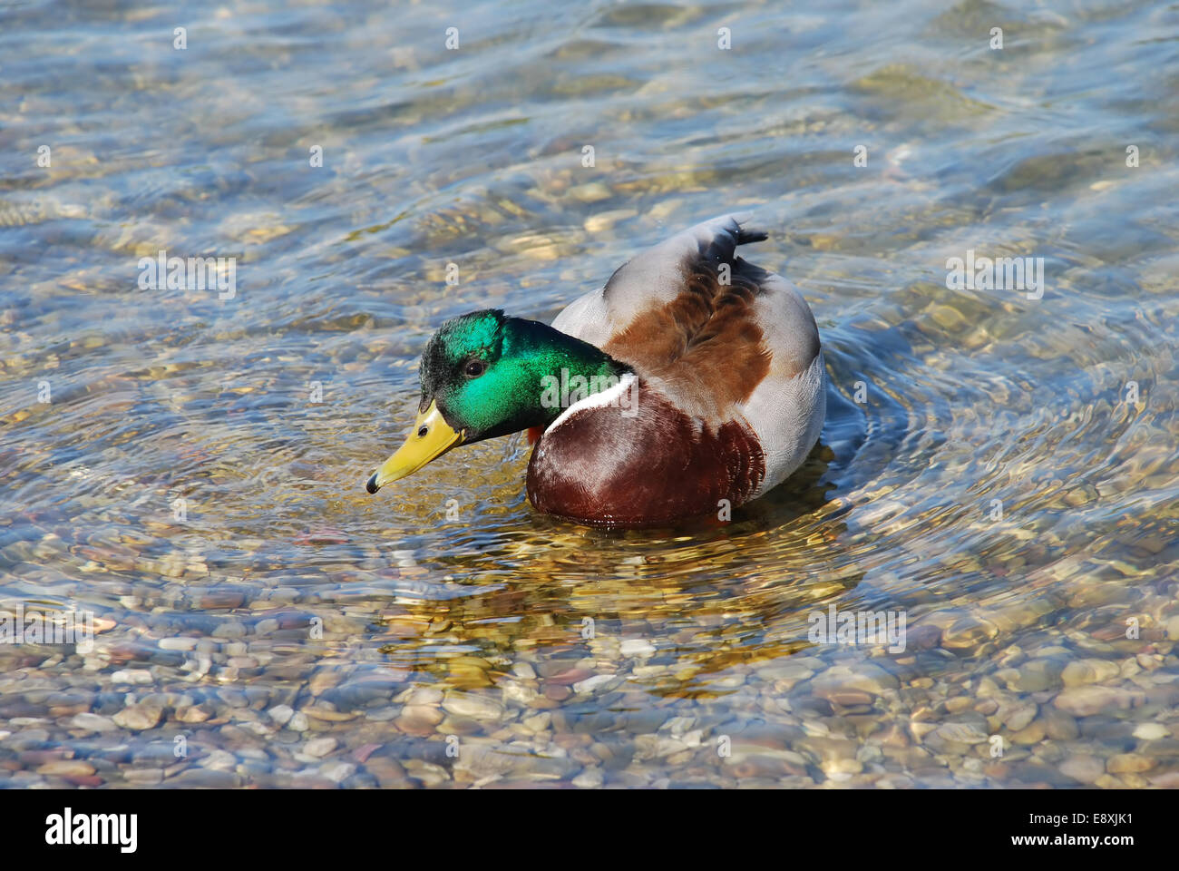 Duck drinking water Stock Photo - Alamy