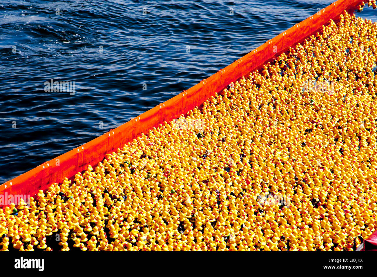 Entenrennen hi-res stock photography and images - Alamy