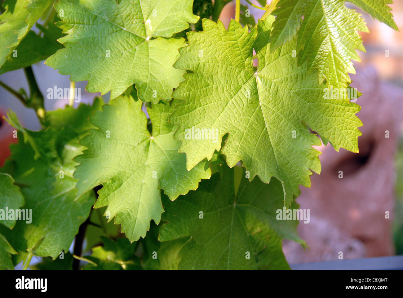 Green vine leaves Stock Photo - Alamy