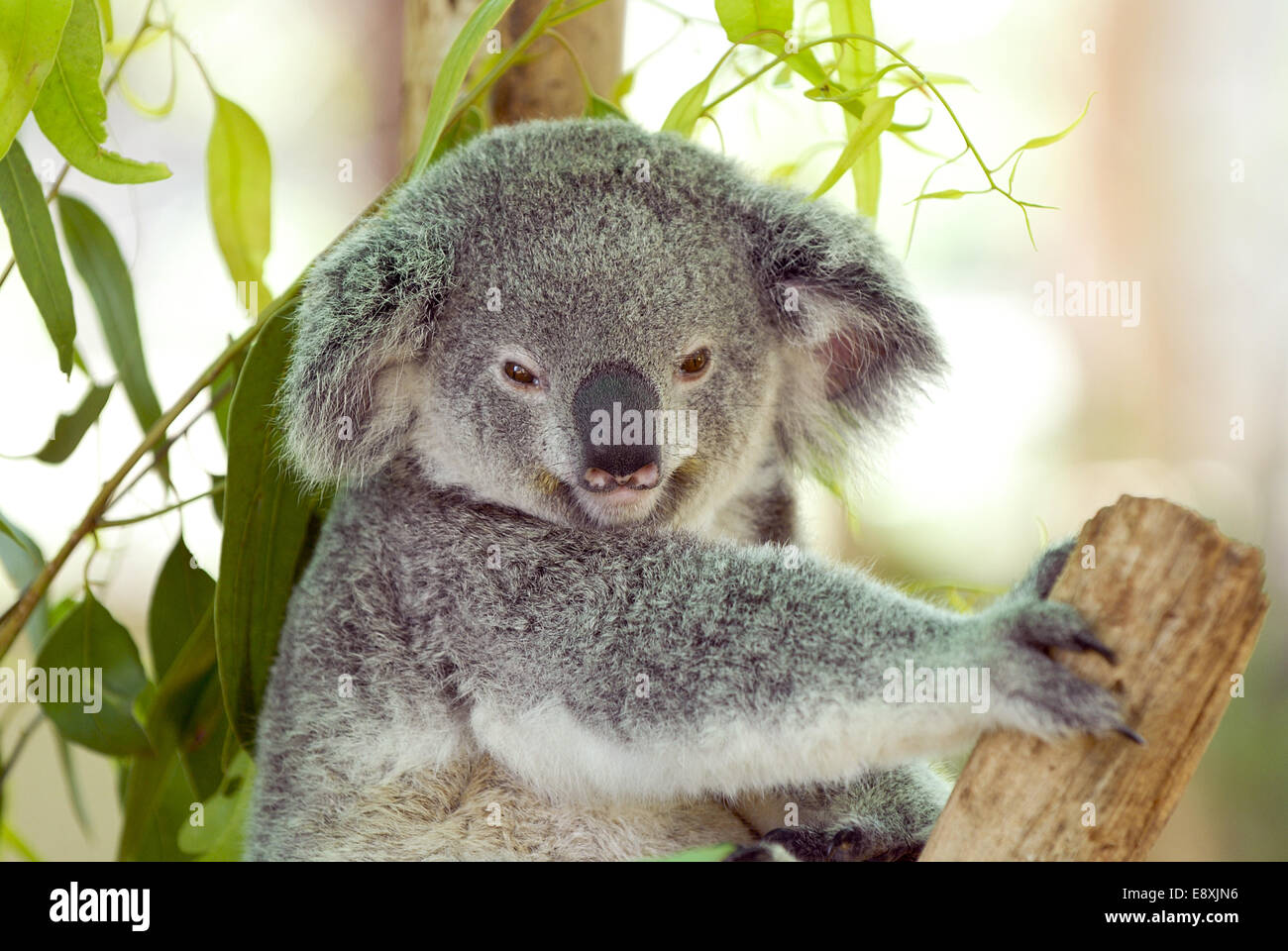 Koala in Queensland, Australia Stock Photo - Alamy